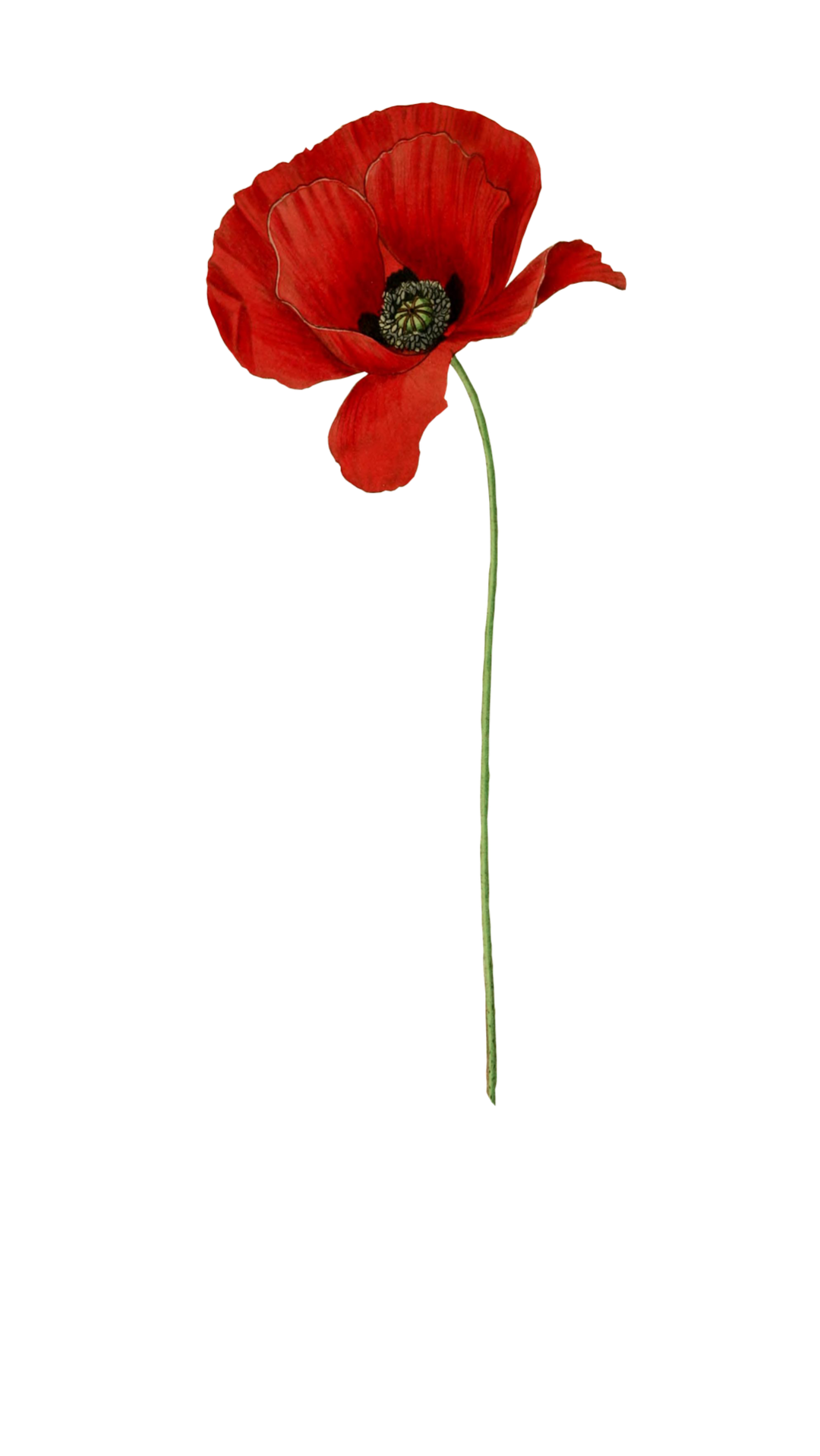 ANZAC Poppies in the Park | Historical Maritime Park and Museum